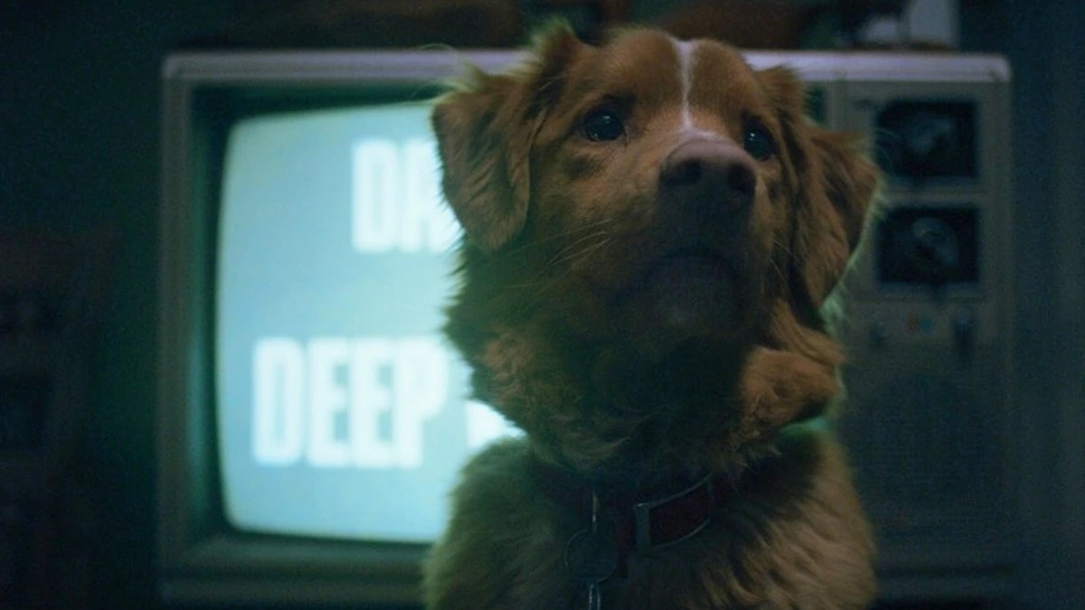 “Good Boy”: la película de terror narrada desde el punto de vista de un ...